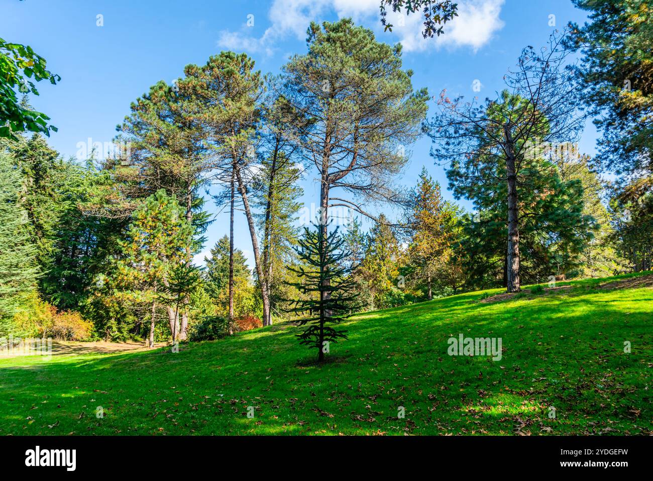 Trees at the Seattle Arboretu in Washington State Stock Photo - Alamy