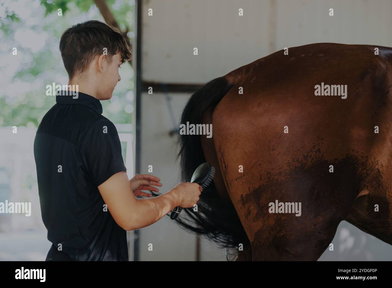 Man brushing horse hi-res stock photography and images - Alamy