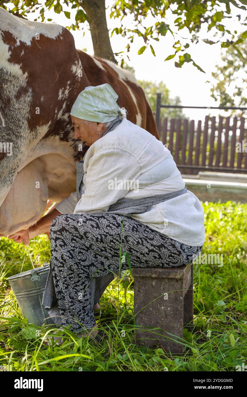 Senior woman milking cow in backyard. Farm animal Stock Photo - Alamy