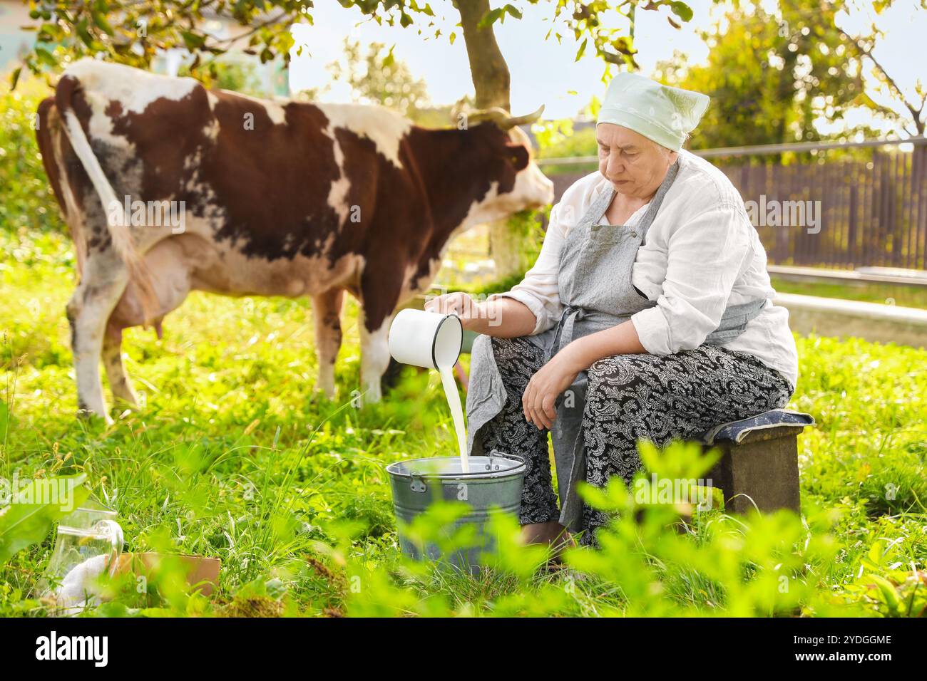 Senior woman pouring fresh milk into bucket while cow grazing outdoors ...
