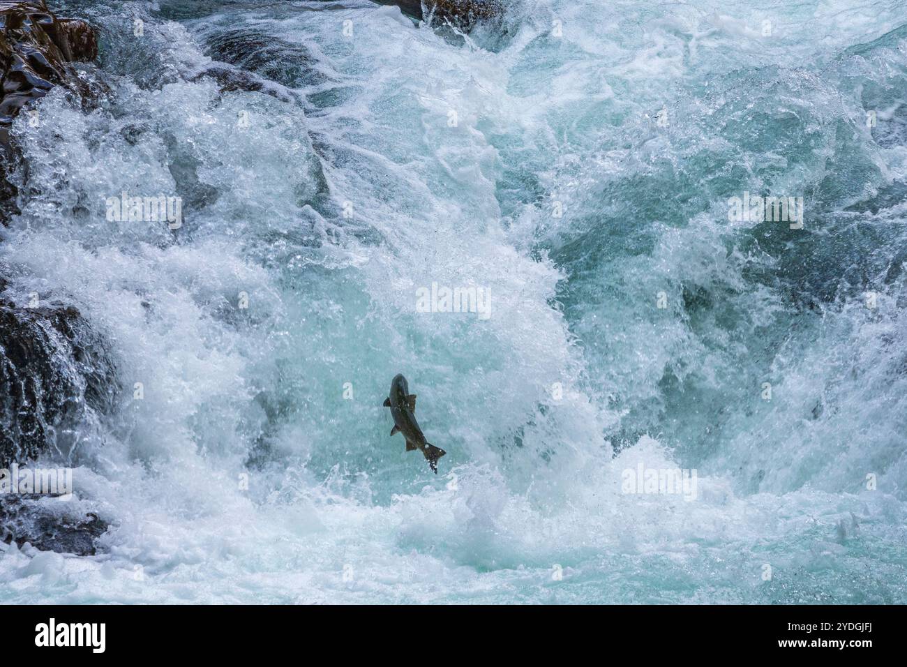 Salmon migration barrier hi-res stock photography and images - Alamy