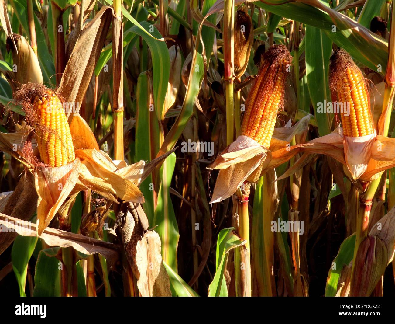 ...drei reife Maiskolben stehen im Feld und erzaehlen sich was....aber was - das ist ...