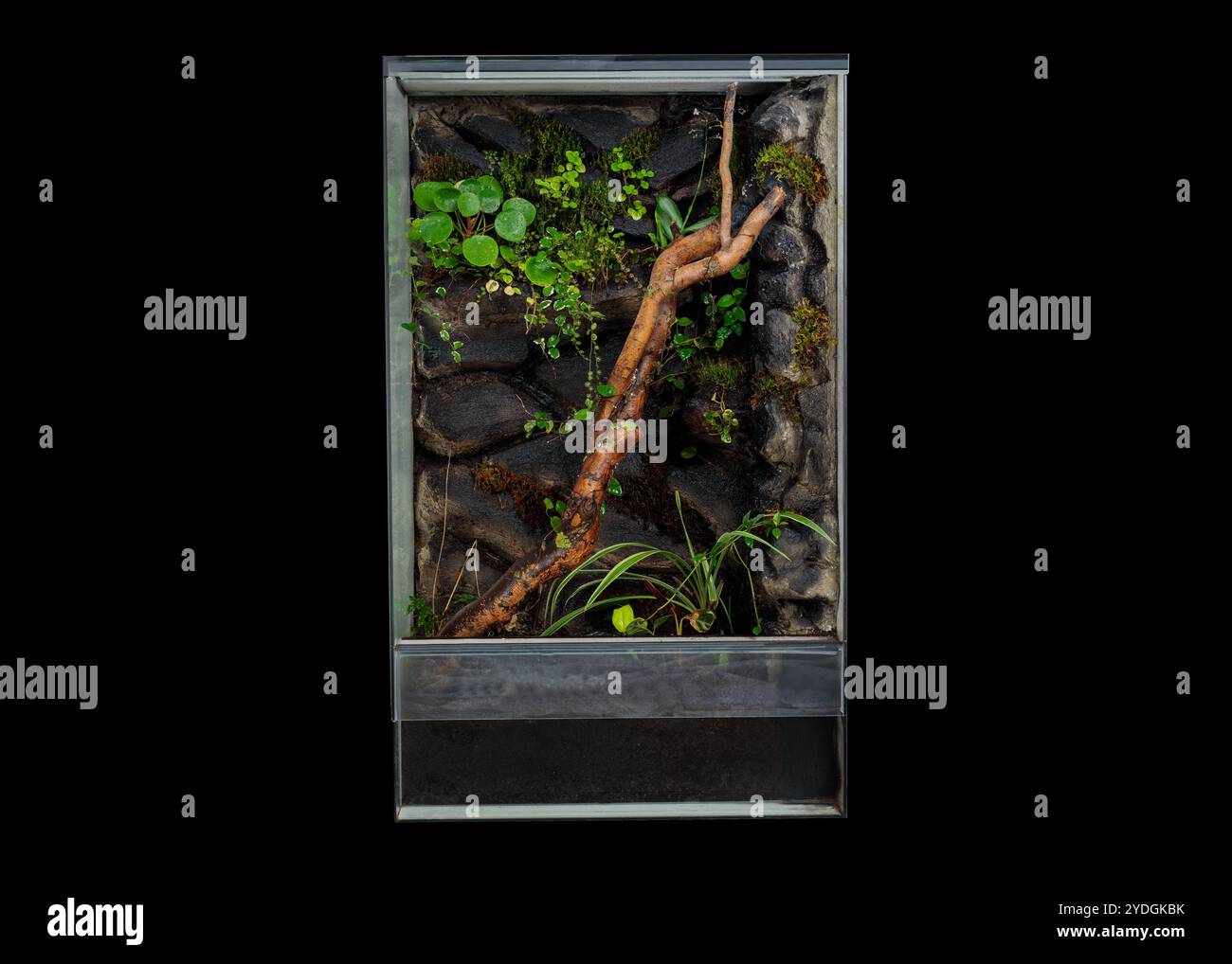 Bioactive enclosure hi-res stock photography and images - Alamy