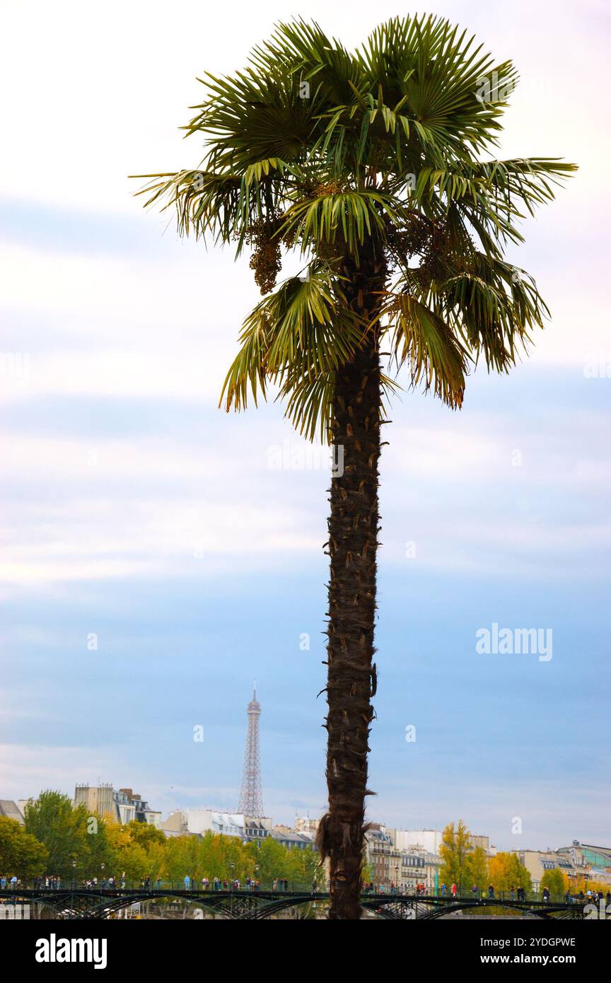 Paris, France. Palm tree at Seine river banks park and Eiffel tower at ...