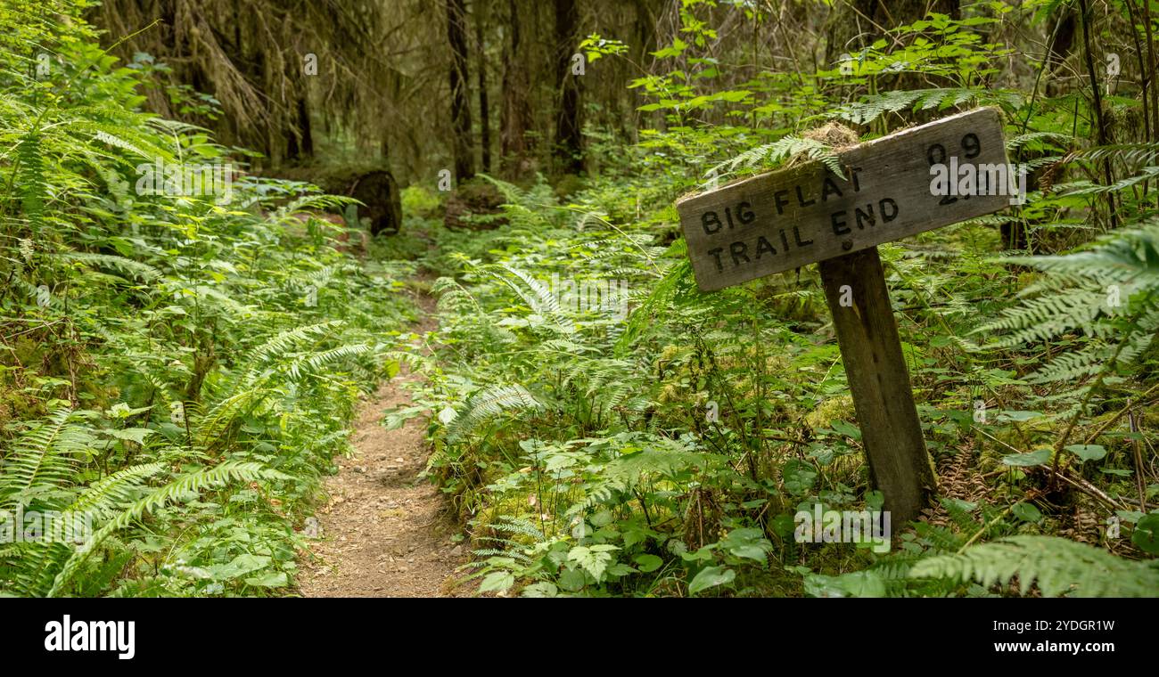 Trail to Big Flat and Trail End Sign in Olympic National Park Stock ...