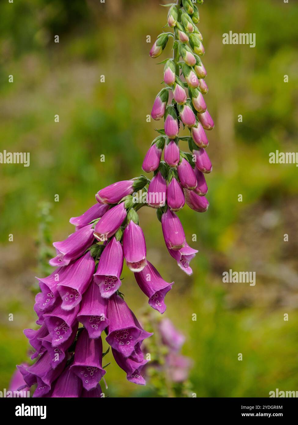 Hiking at reken in the german muensterland Stock Photo - Alamy