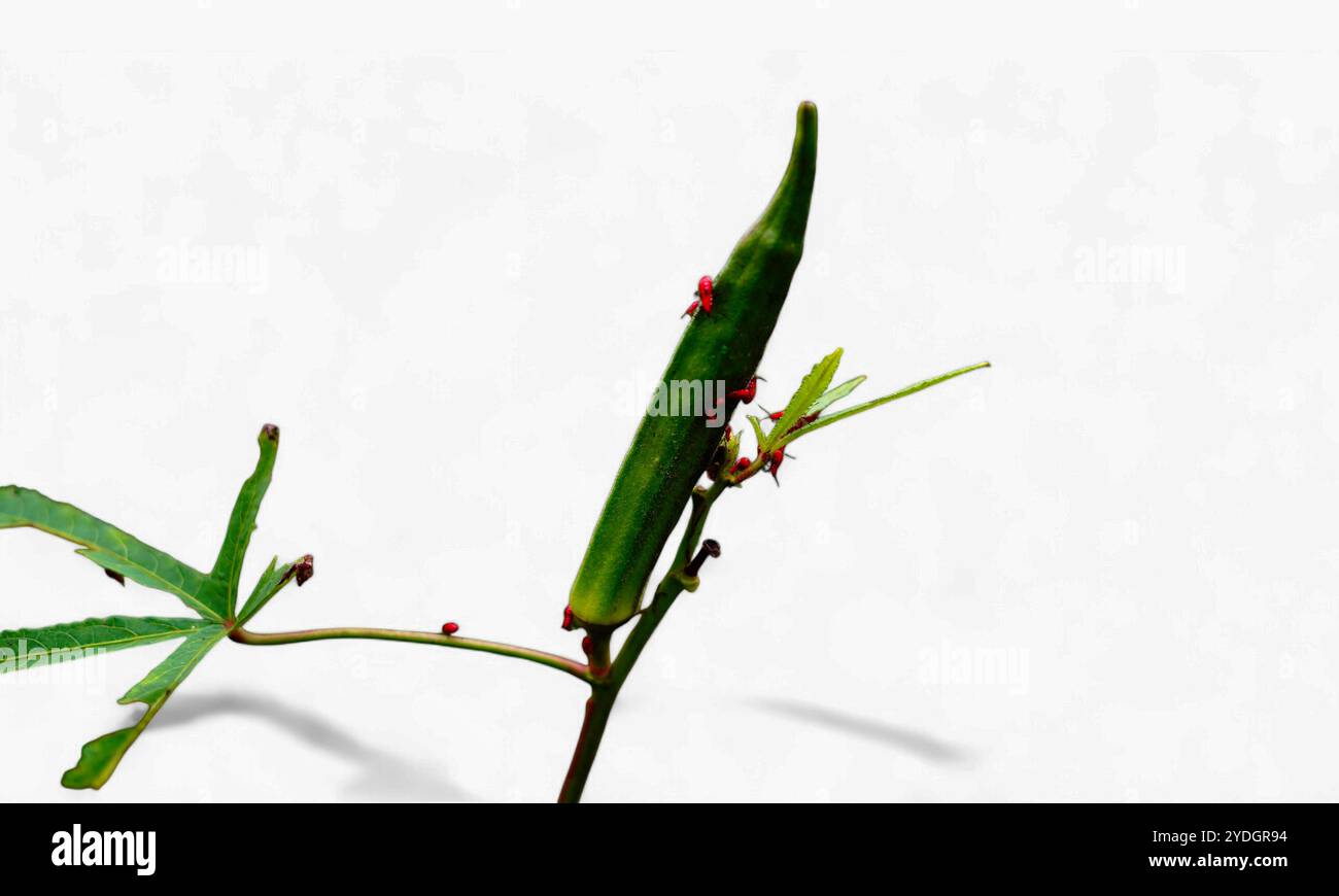 Green Bhindi pod damaged by okra pod borer insect, insect and pest of ...