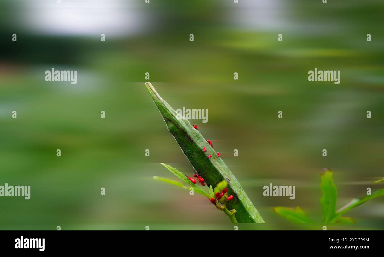 Green Bhindi pod damaged by okra pod borer insect, insect and pest of ...