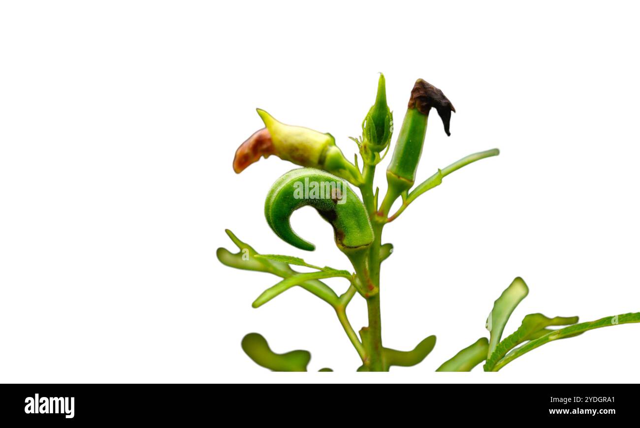 Green Bhindi pod damaged by okra pod borer insect, insect and pest of ...