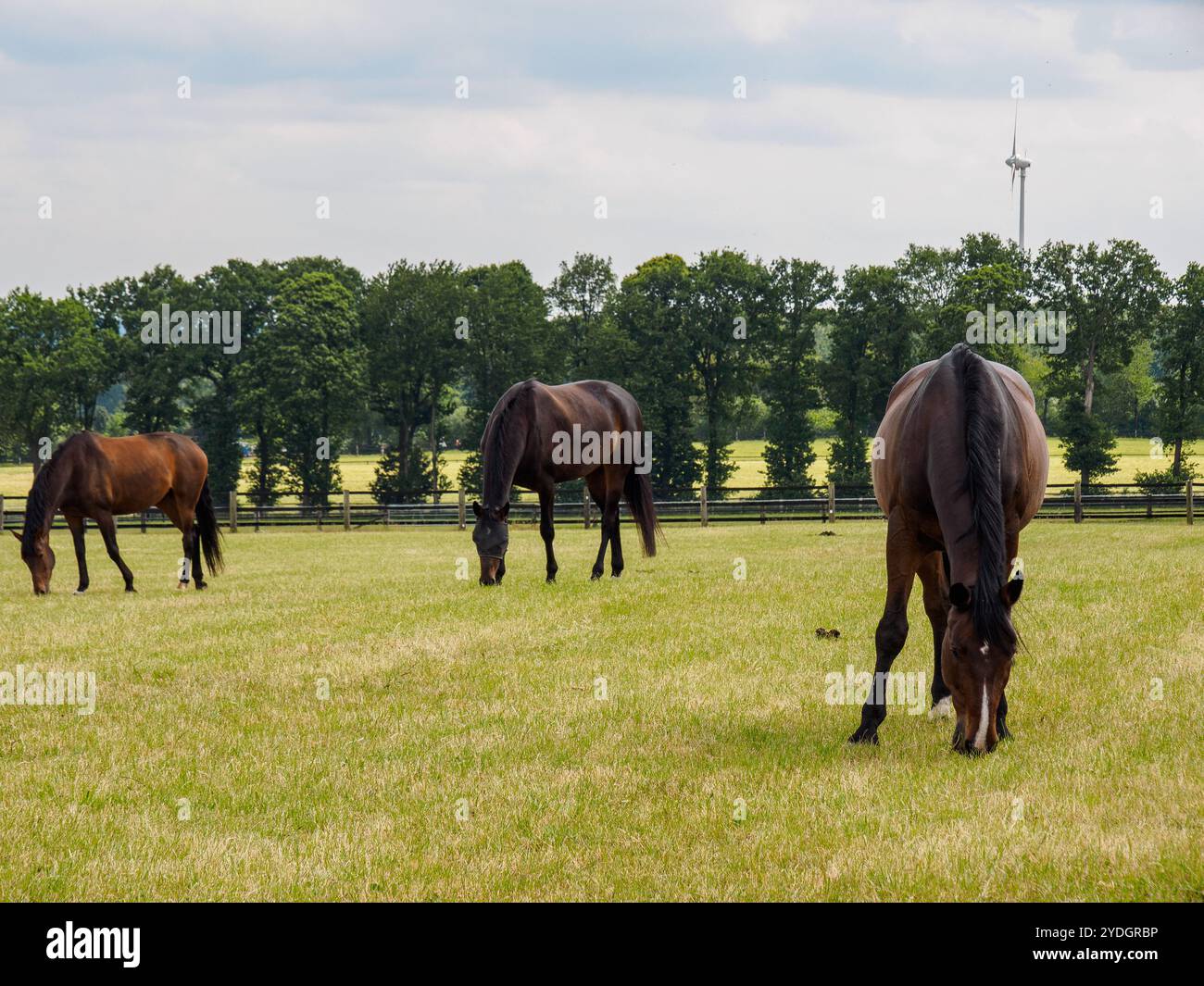 Hiking at reken in the german muensterland Stock Photo - Alamy