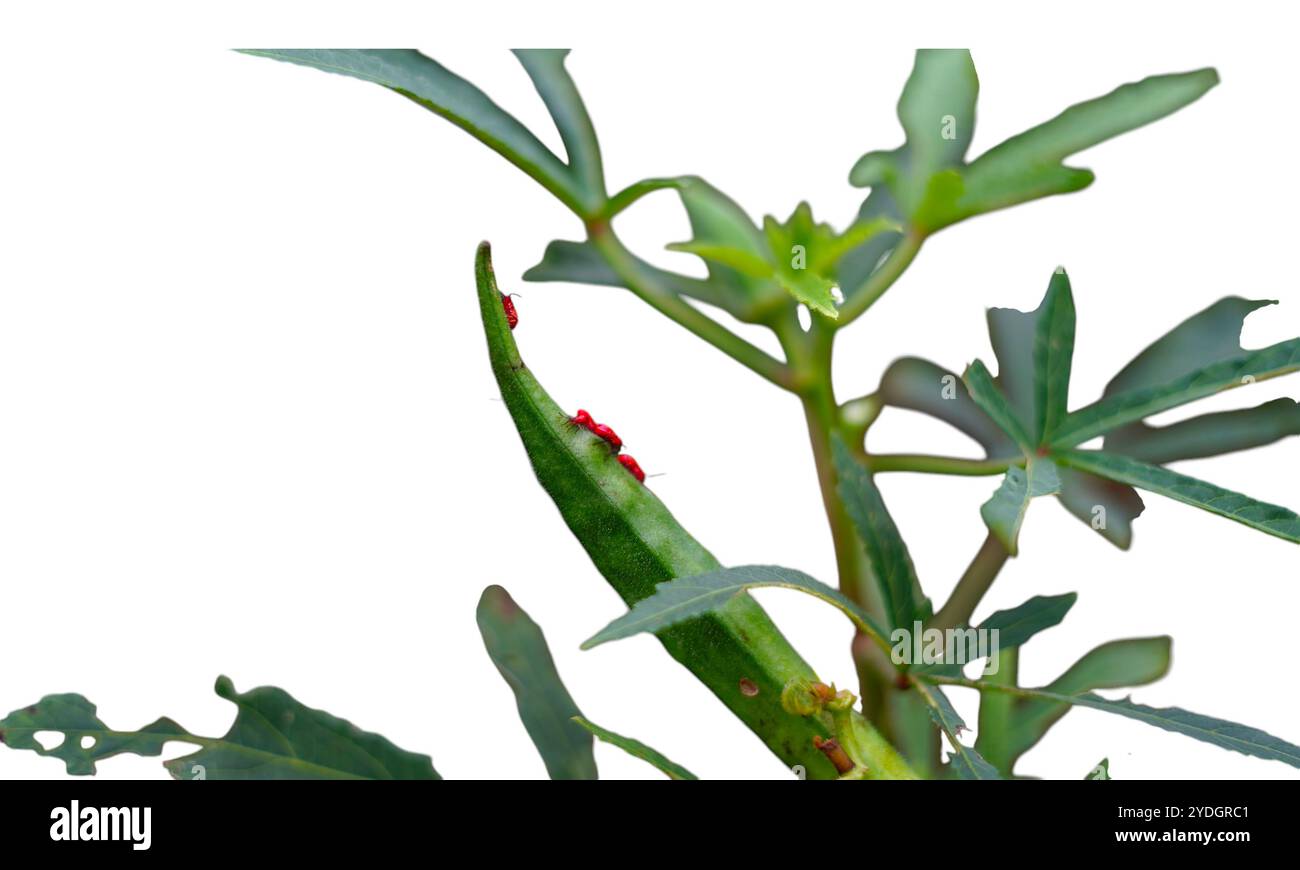 Green Bhindi pod damaged by okra pod borer insect, insect and pest of ...