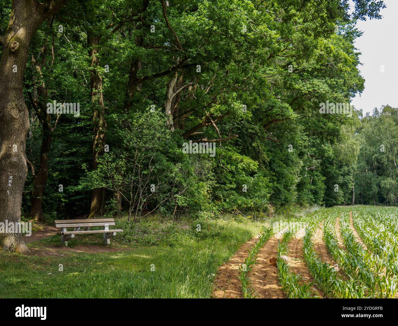 Hiking at reken in the german muensterland Stock Photo - Alamy