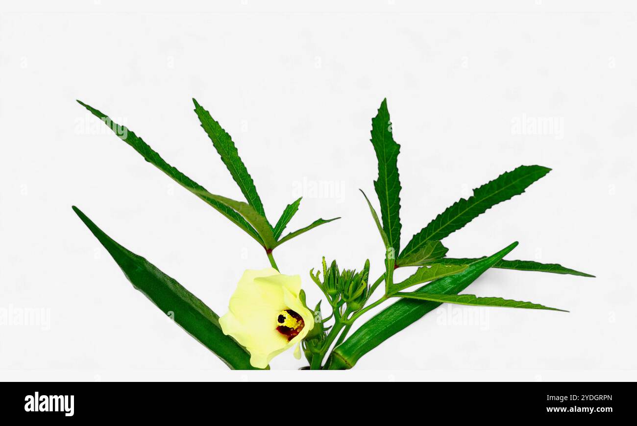 Close up of fresh Lady Fingers or Okra plant. Green vegetable ...
