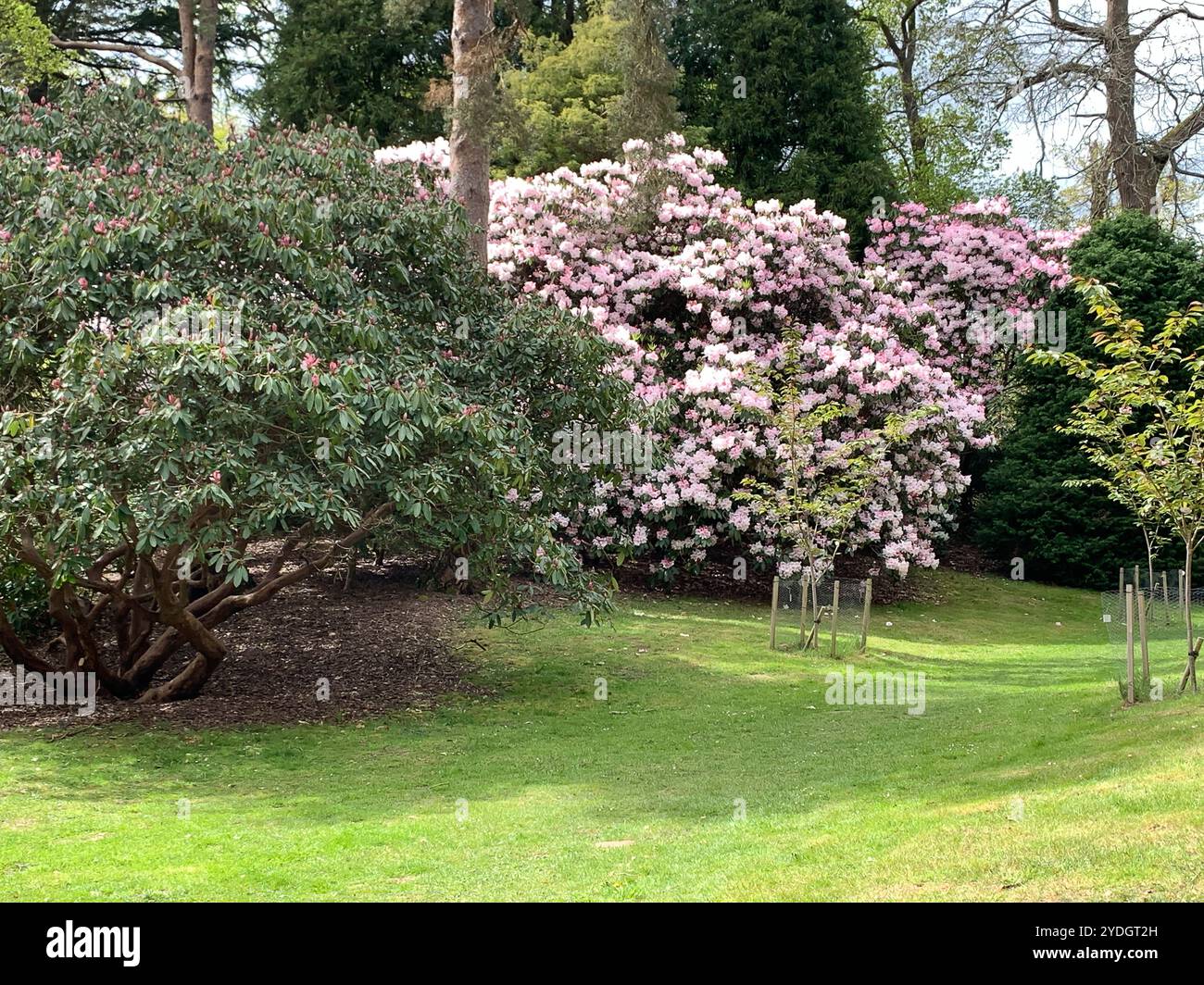 Virginia Water, Surrey, UK. 23rd April, 2024. A beautiful display of ...