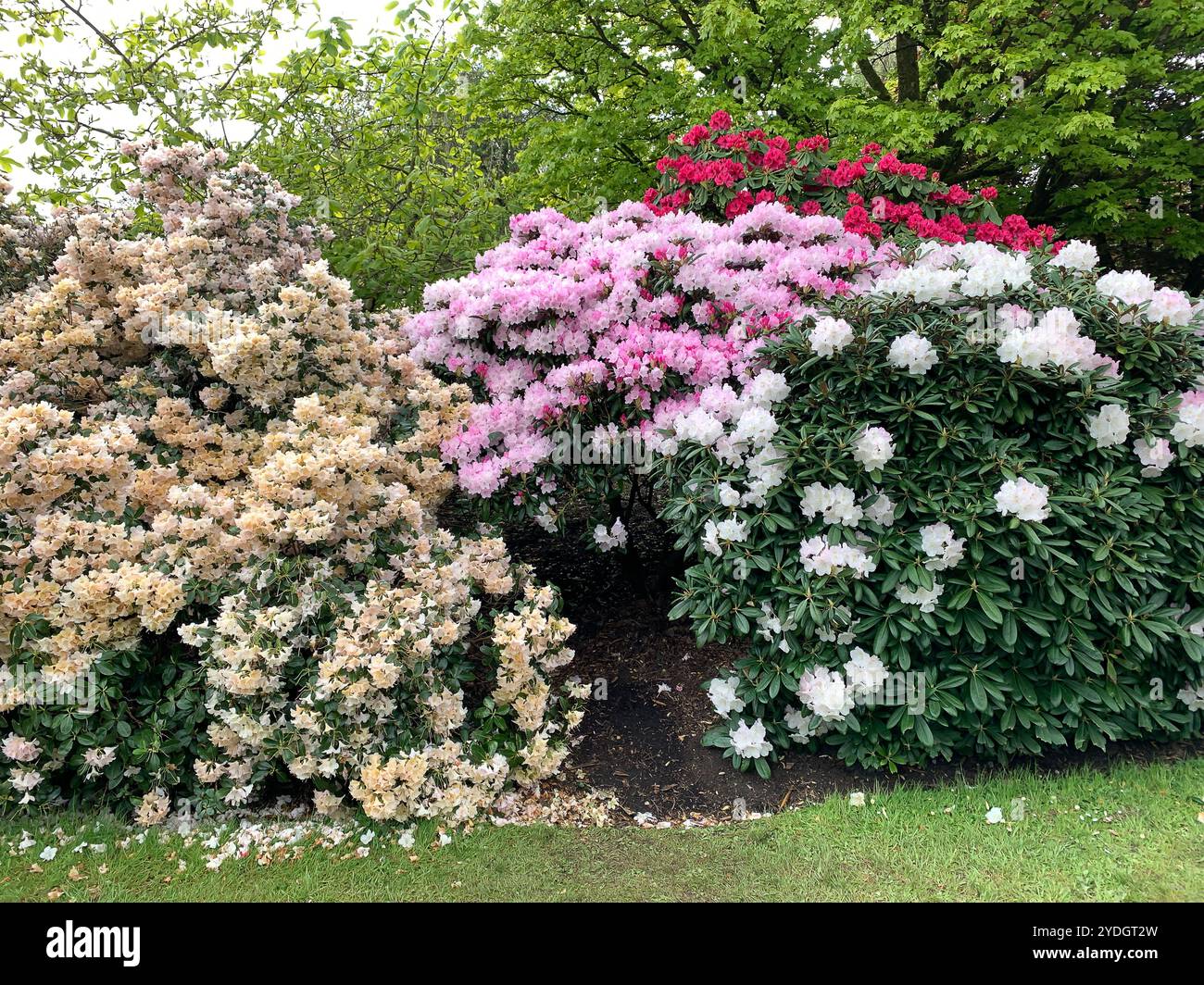 Virginia Water, Surrey, UK. 23rd April, 2024. A beautiful display of ...