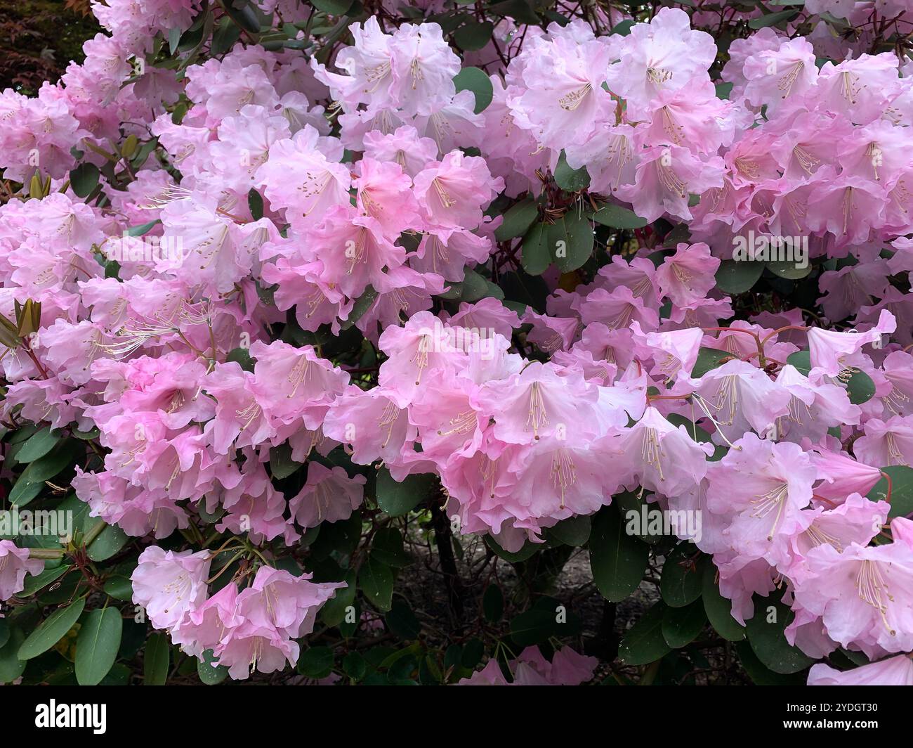 Virginia Water, Surrey, UK. 23rd April, 2024. A beautiful display of ...
