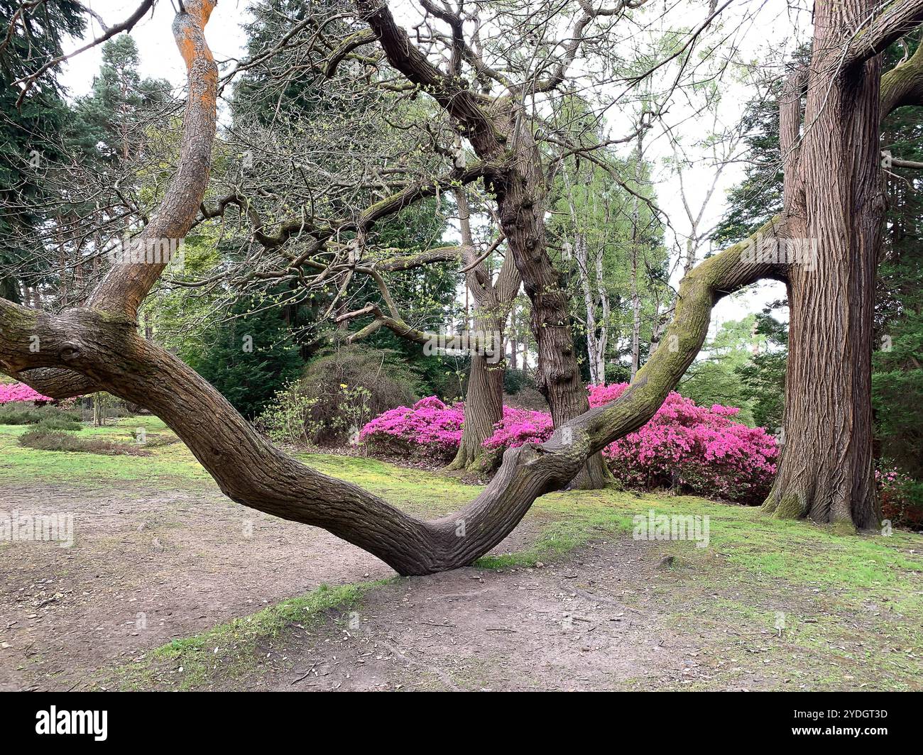Virginia Water, Surrey, UK. 23rd April, 2024. A beautiful display of ...