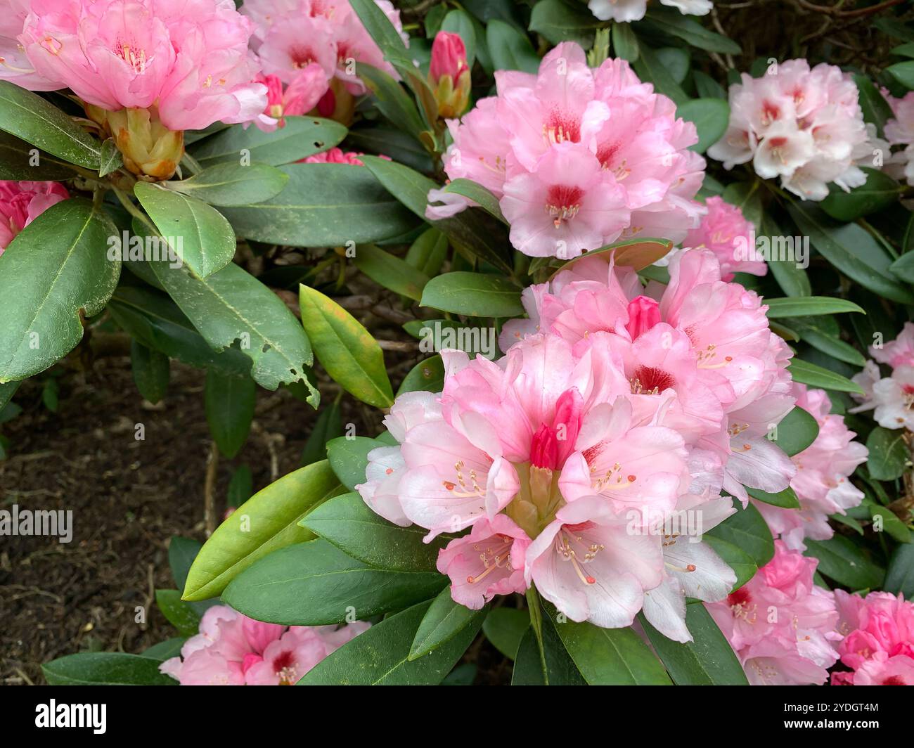 Virginia Water, Surrey, UK. 23rd April, 2024. A beautiful display of ...