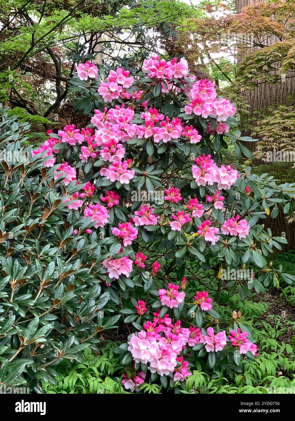 Virginia Water, Surrey, UK. 23rd April, 2024. A beautiful display of ...