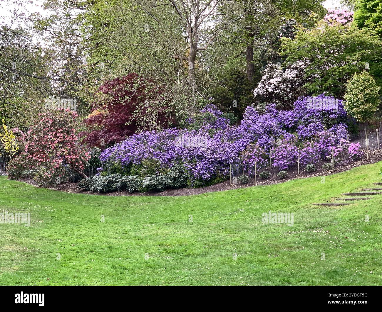 Virginia Water, Surrey, UK. 23rd April, 2024. A beautiful display of ...