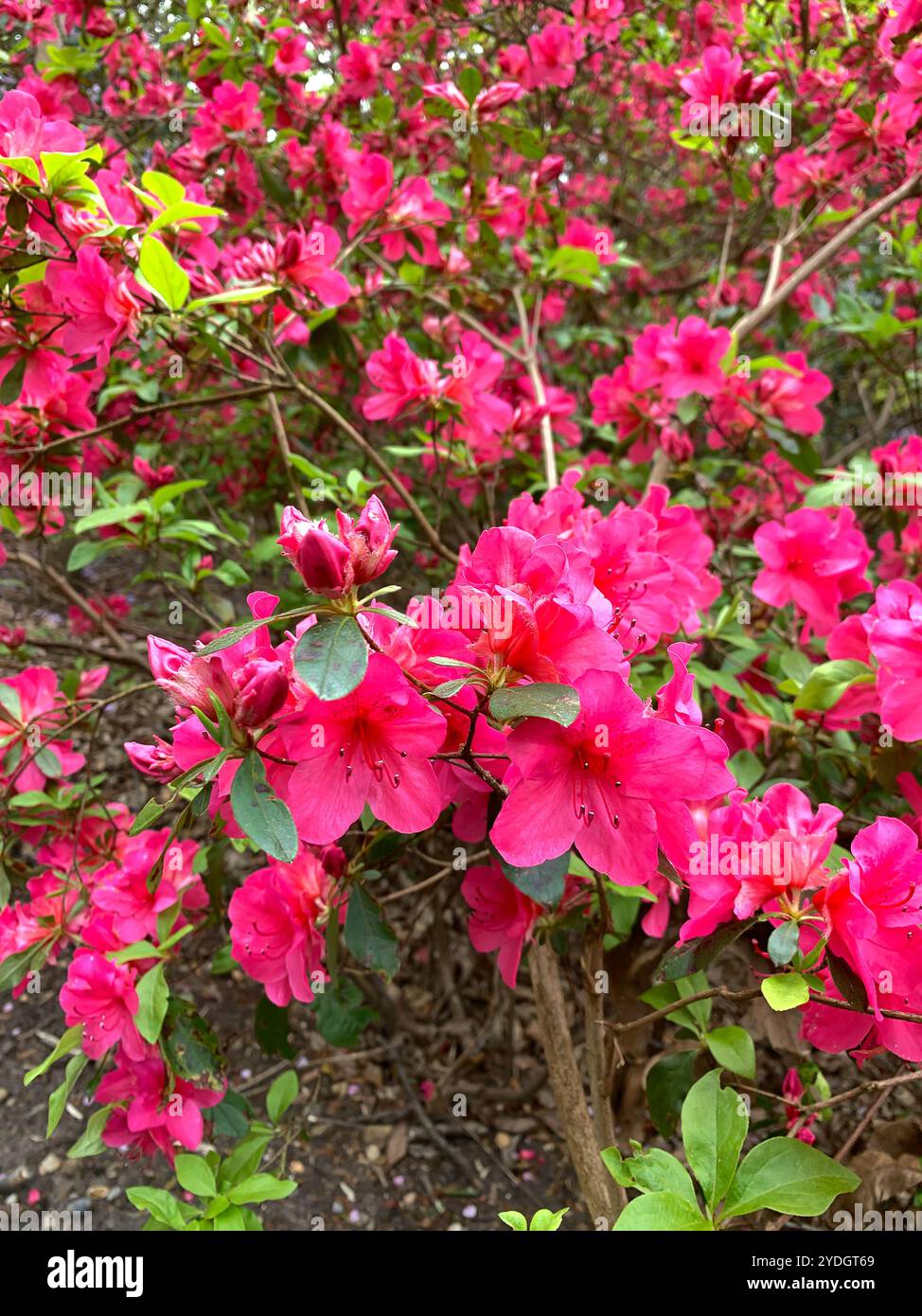 Virginia Water, Surrey, UK. 23rd April, 2024. A beautiful display of ...