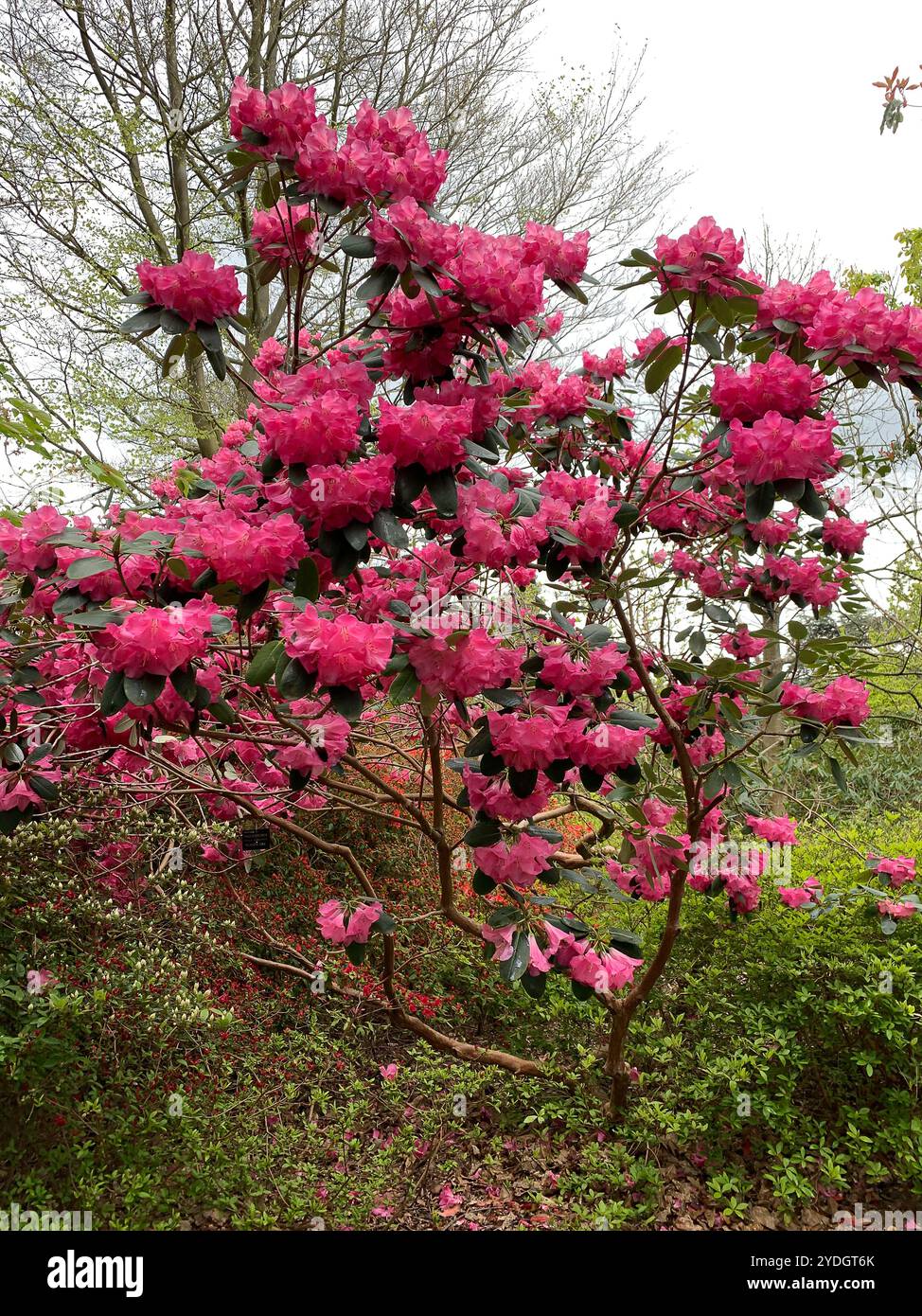 Virginia Water, Surrey, UK. 23rd April, 2024. A beautiful display of ...