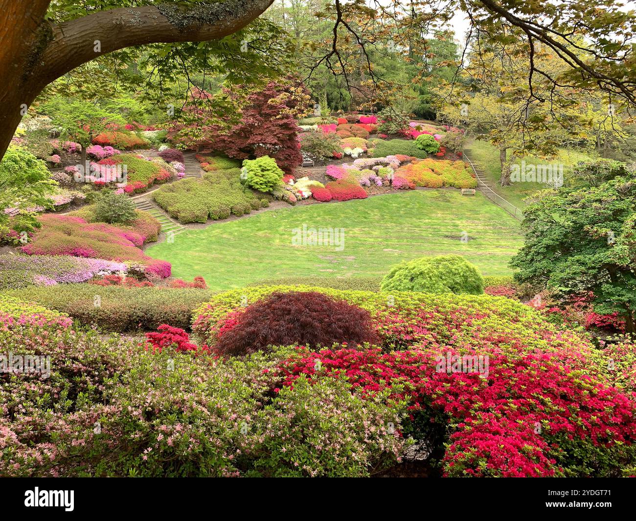 Virginia Water, Surrey, UK. 23rd April, 2024. A beautiful display of ...