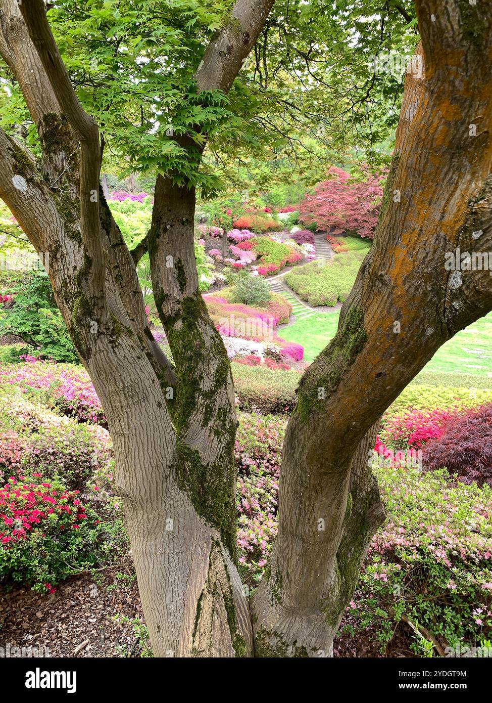 Virginia Water, Surrey, UK. 23rd April, 2024. A beautiful display of ...