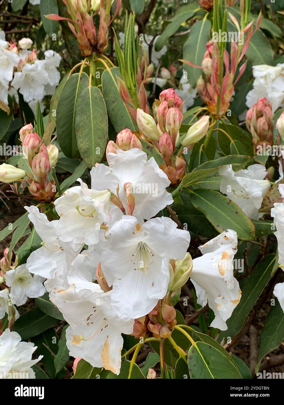 Virginia Water, Surrey, UK. 23rd April, 2024. A beautiful display of ...