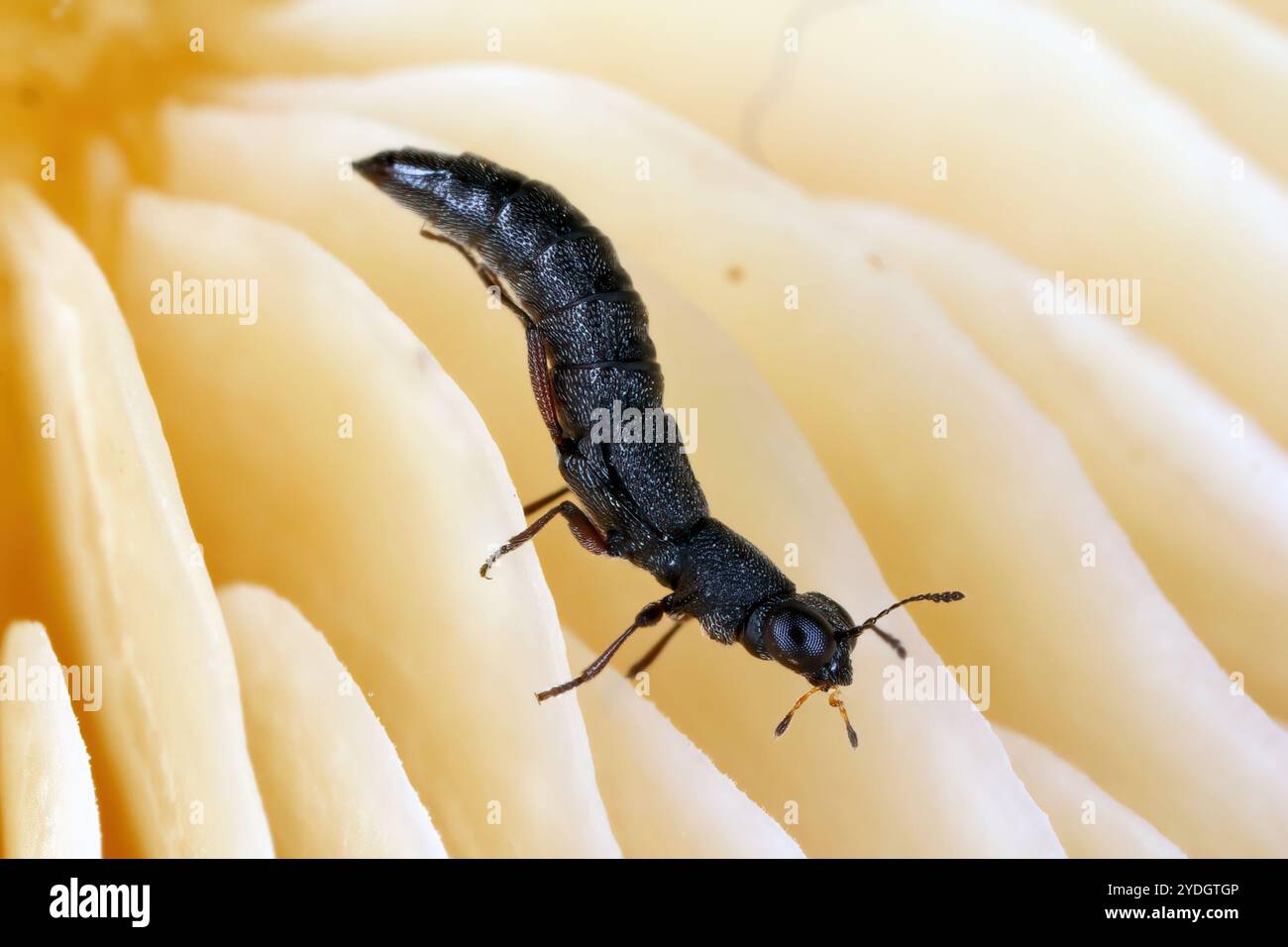 Small predatory rove beetle Stenus sp. on the underside of the mushroom ...