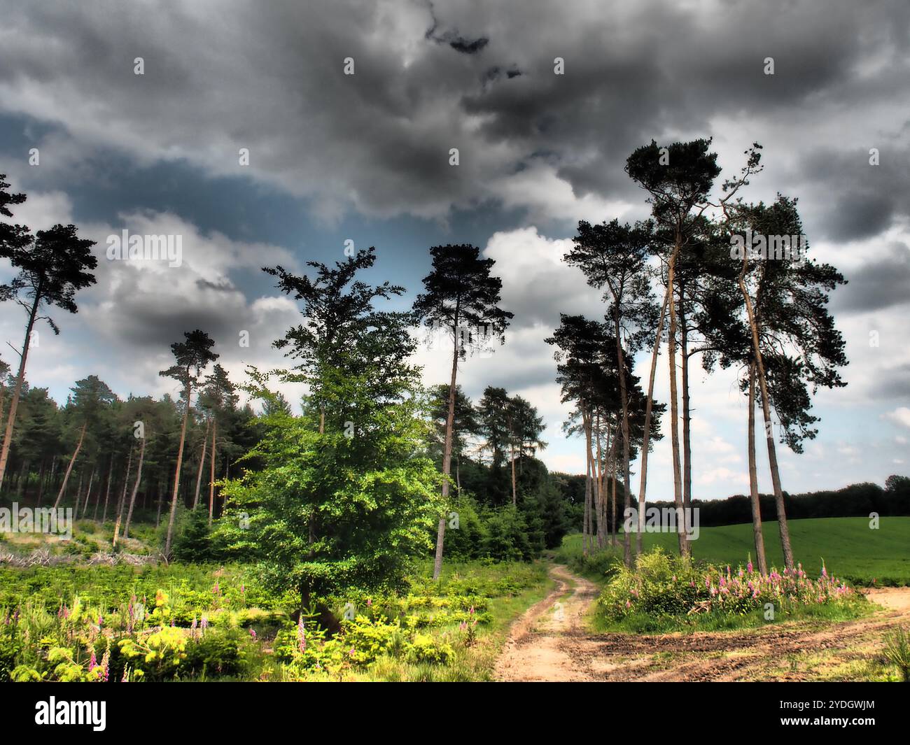 Hiking at reken in the german muensterland Stock Photo - Alamy