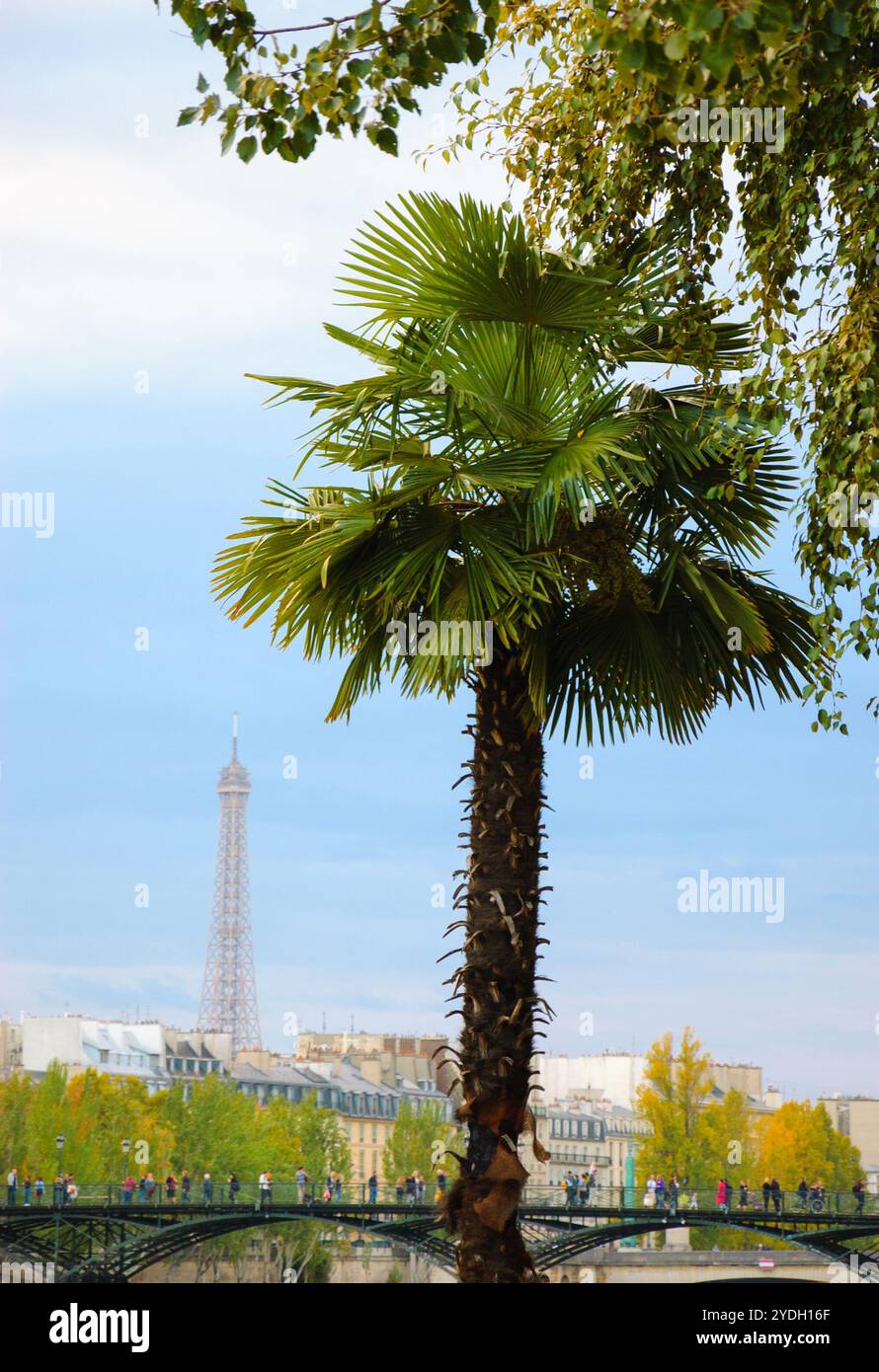 Paris, France. Palm tree at Seine river banks park and Eiffel tower at ...