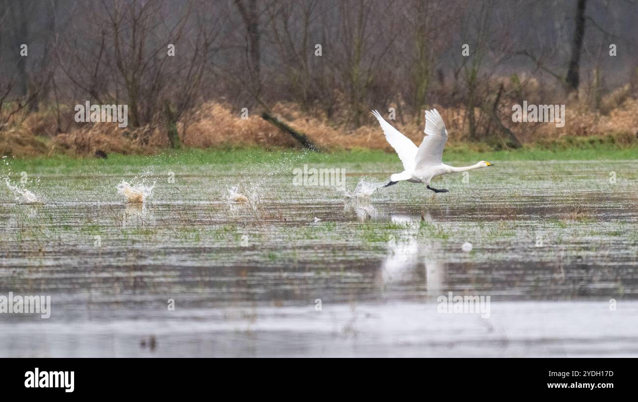 Whooper Swan (Cygnus cygnus) starting to lift off with outstretched ...
