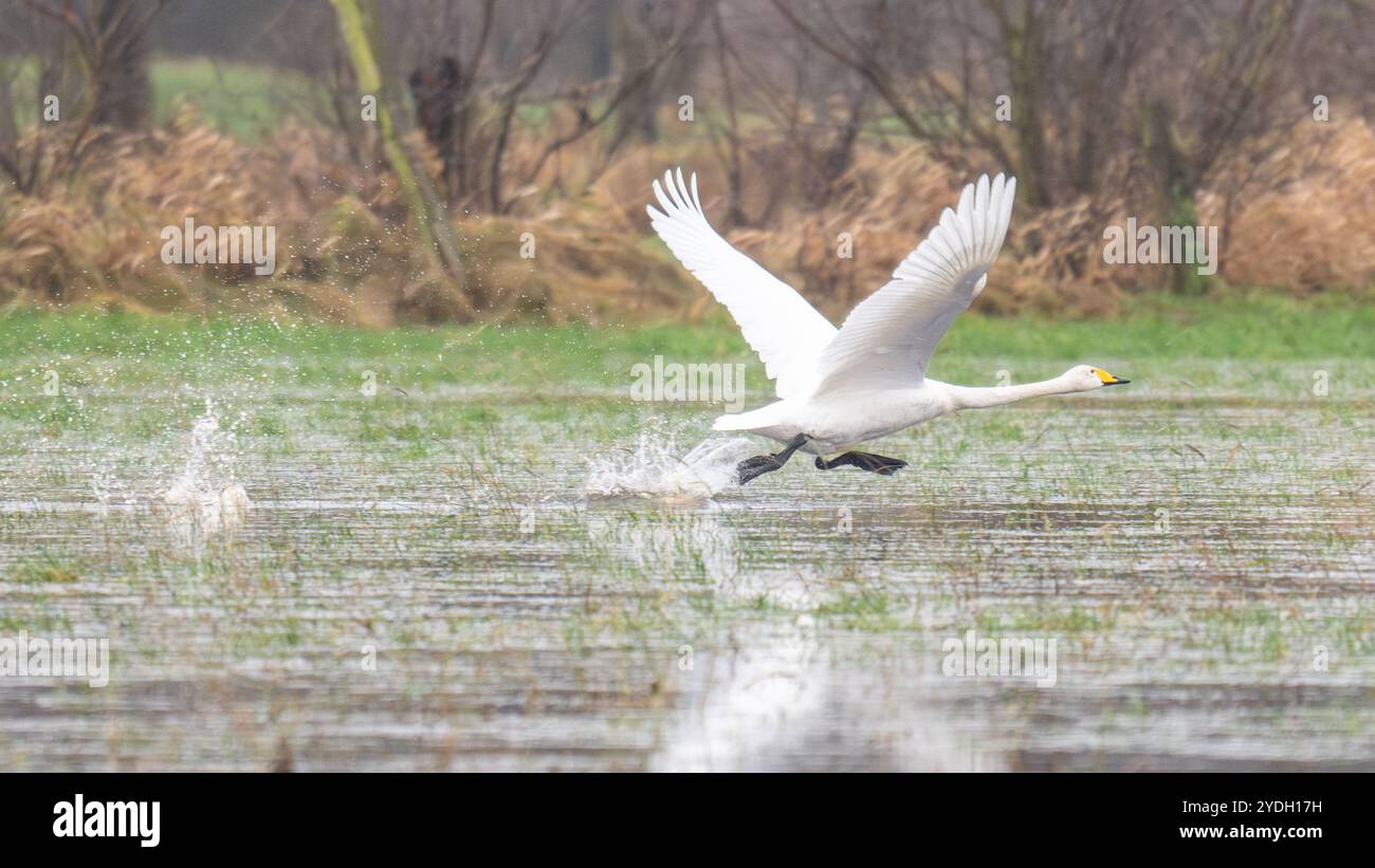 Whooper Swan (Cygnus cygnus) starting to lift off with outstretched ...