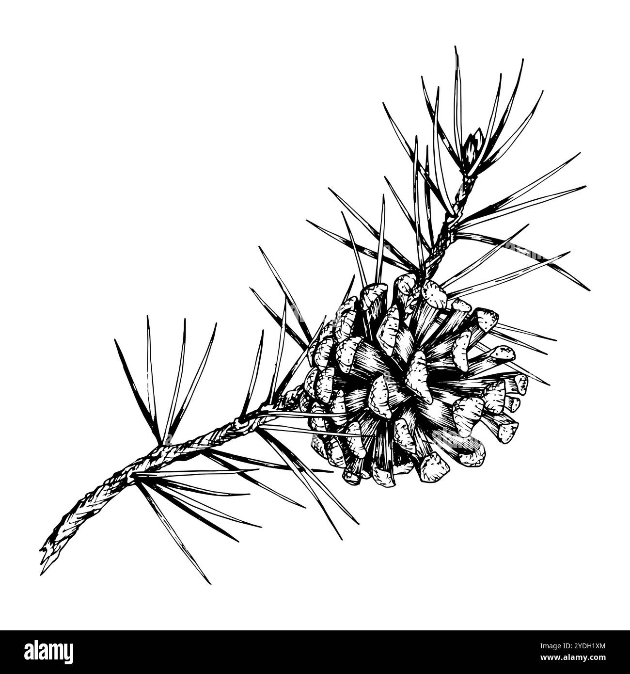 Detailed hand drawn vector illustration of pine branches and cones ...
