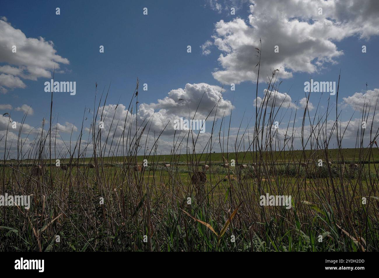 at the ems river near weener in germany Stock Photo - Alamy