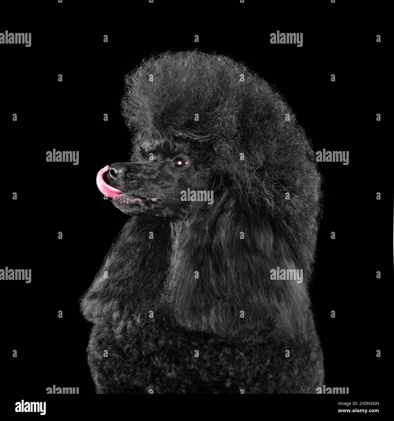 Portrait of black toy poodle dog licking its nose with tongue out ...