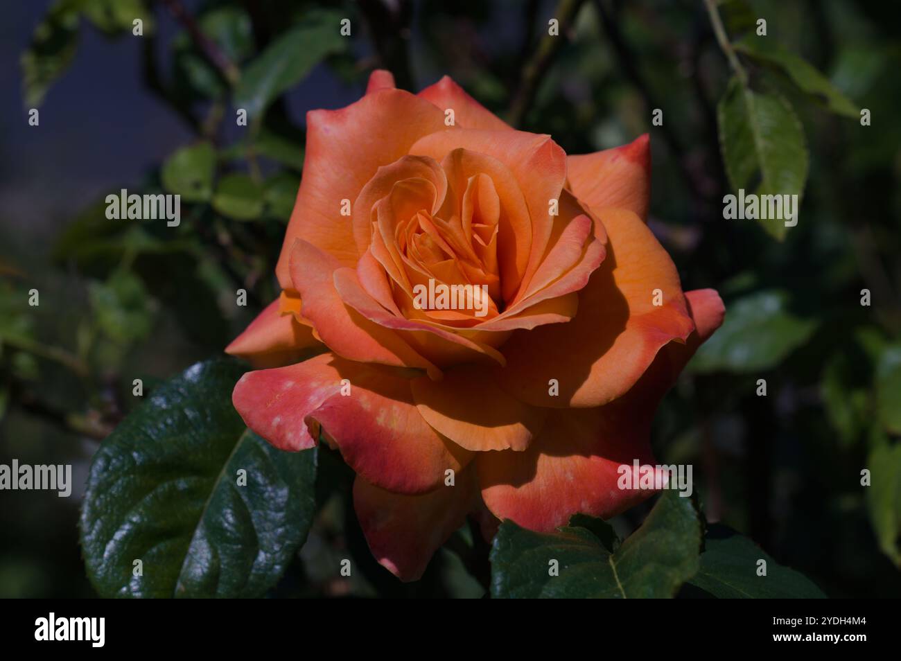 Close up red orange light hi-res stock photography and images - Alamy