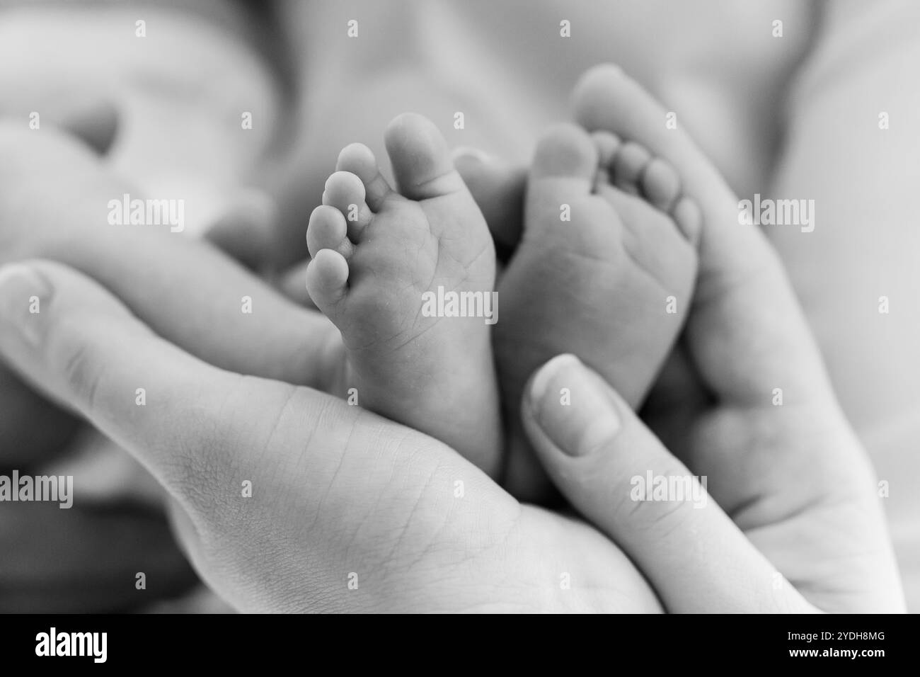 Tender Moment of Newborn Baby's Feet Cradled in Loving Hands Stock ...