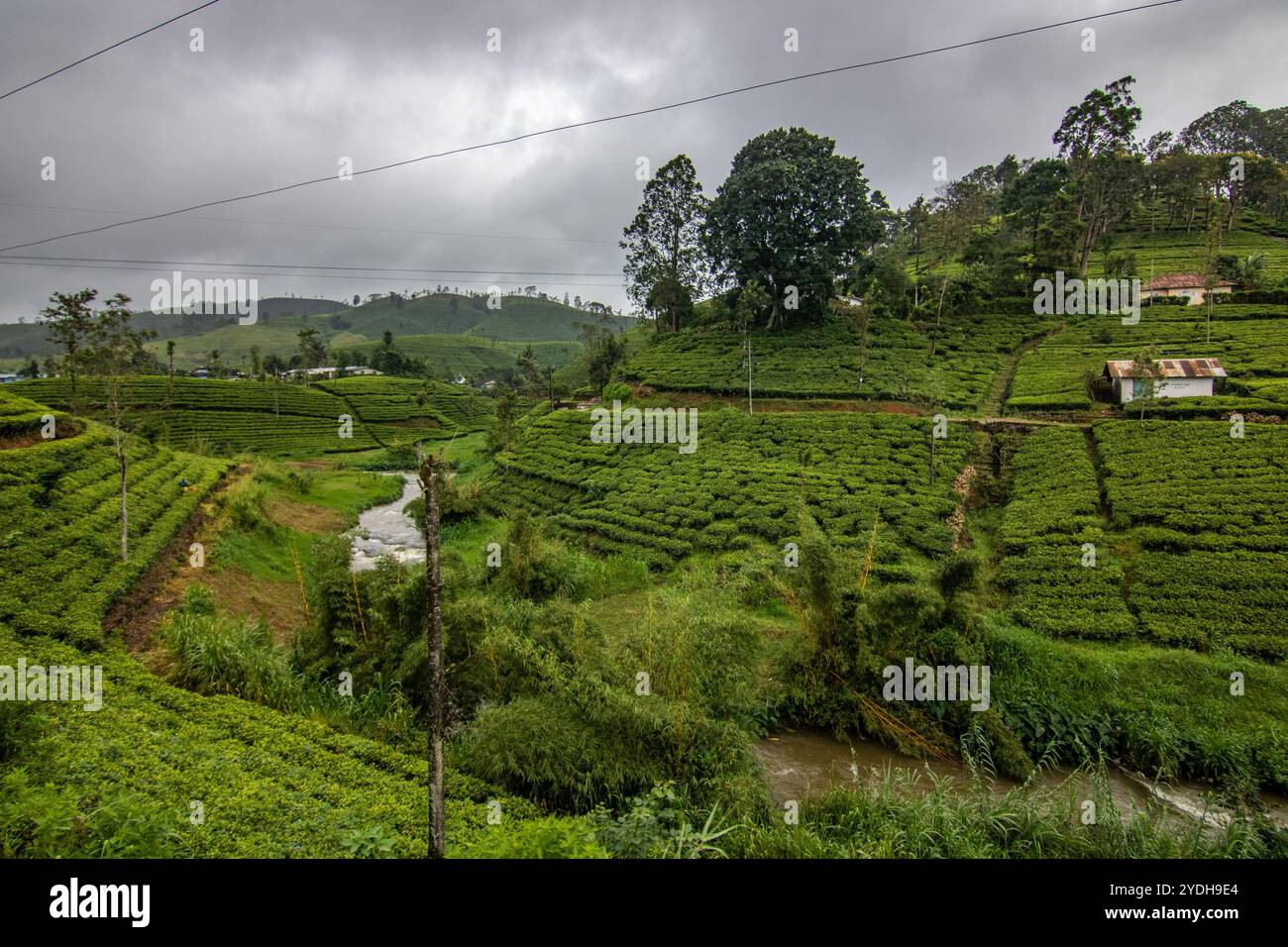 Landscape photography in the fertile highlands of the subtropical ...