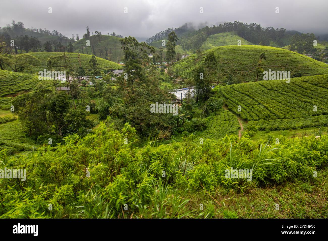 Landscape photography in the fertile highlands of the subtropical ...