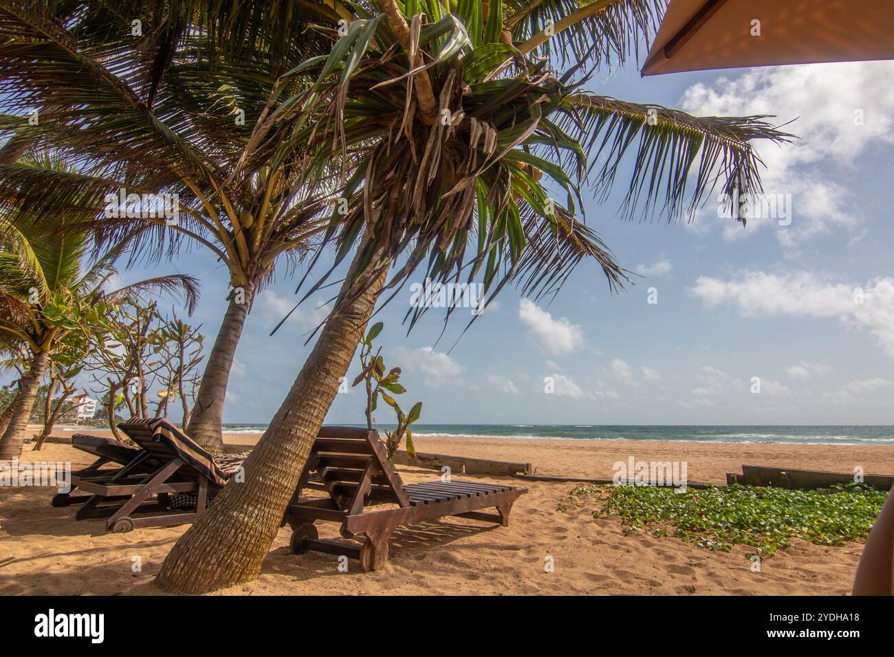Landscape by the sea and sandy beach. A palm tree juts into the picture ...