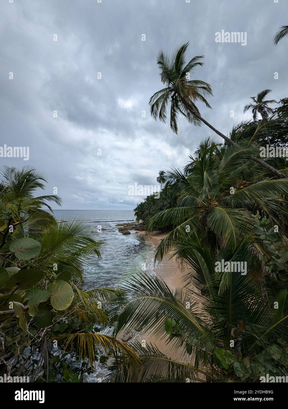 Manzanillo beach, costa rica, beach, jungle and palm trees Stock Photo ...