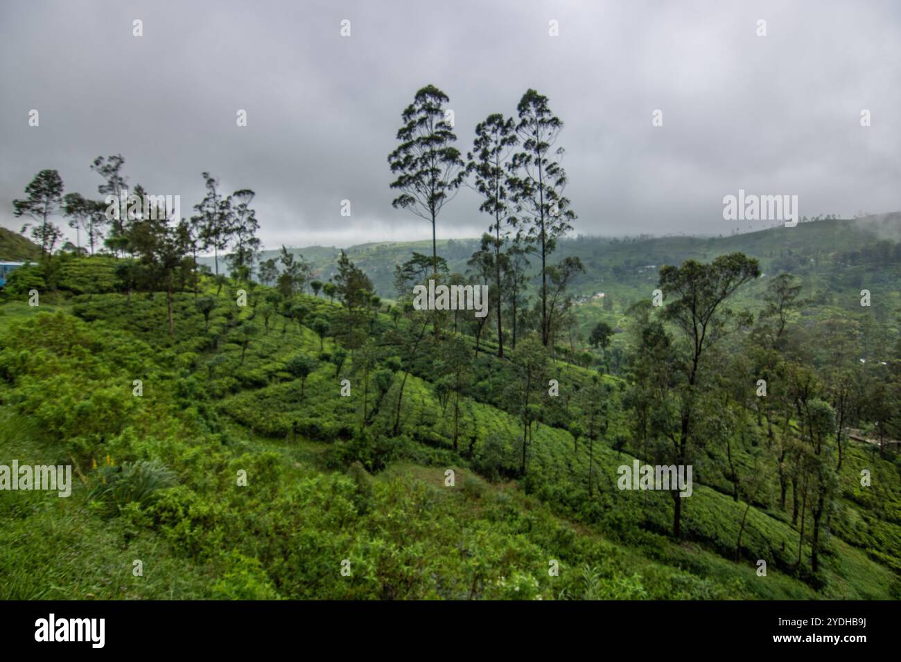 Landscape photography in the fertile highlands of the subtropical ...