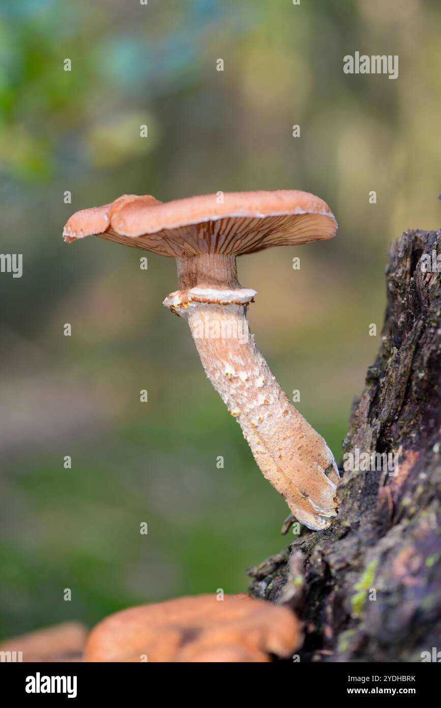 mushroom at dead tree in forest, Holland Stock Photo - Alamy