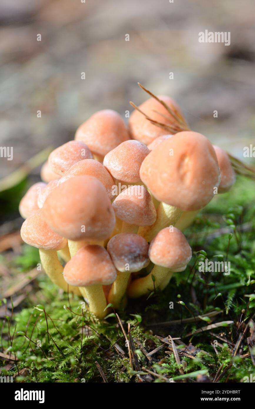 Mushroom growth detail hi-res stock photography and images - Alamy