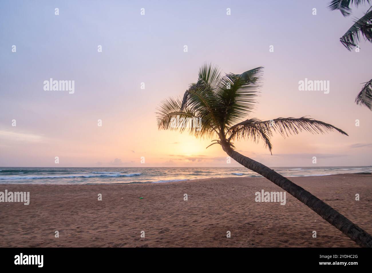 Landscape by the sea and sandy beach. A palm tree juts into the picture ...
