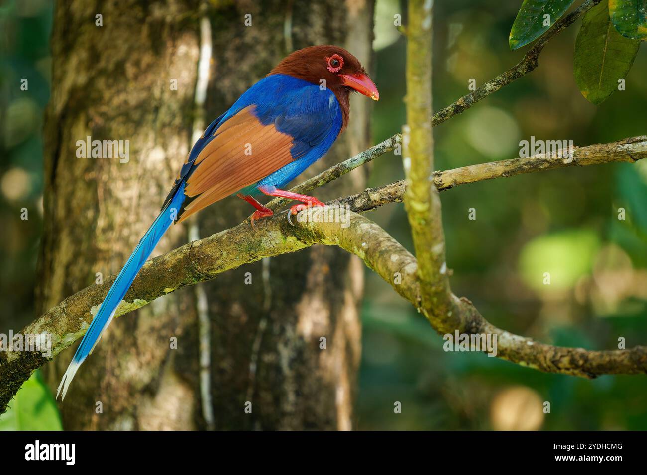 Sri Lanka or Ceylon Blue-Magpie - Urocissa ornata brightly coloured ...