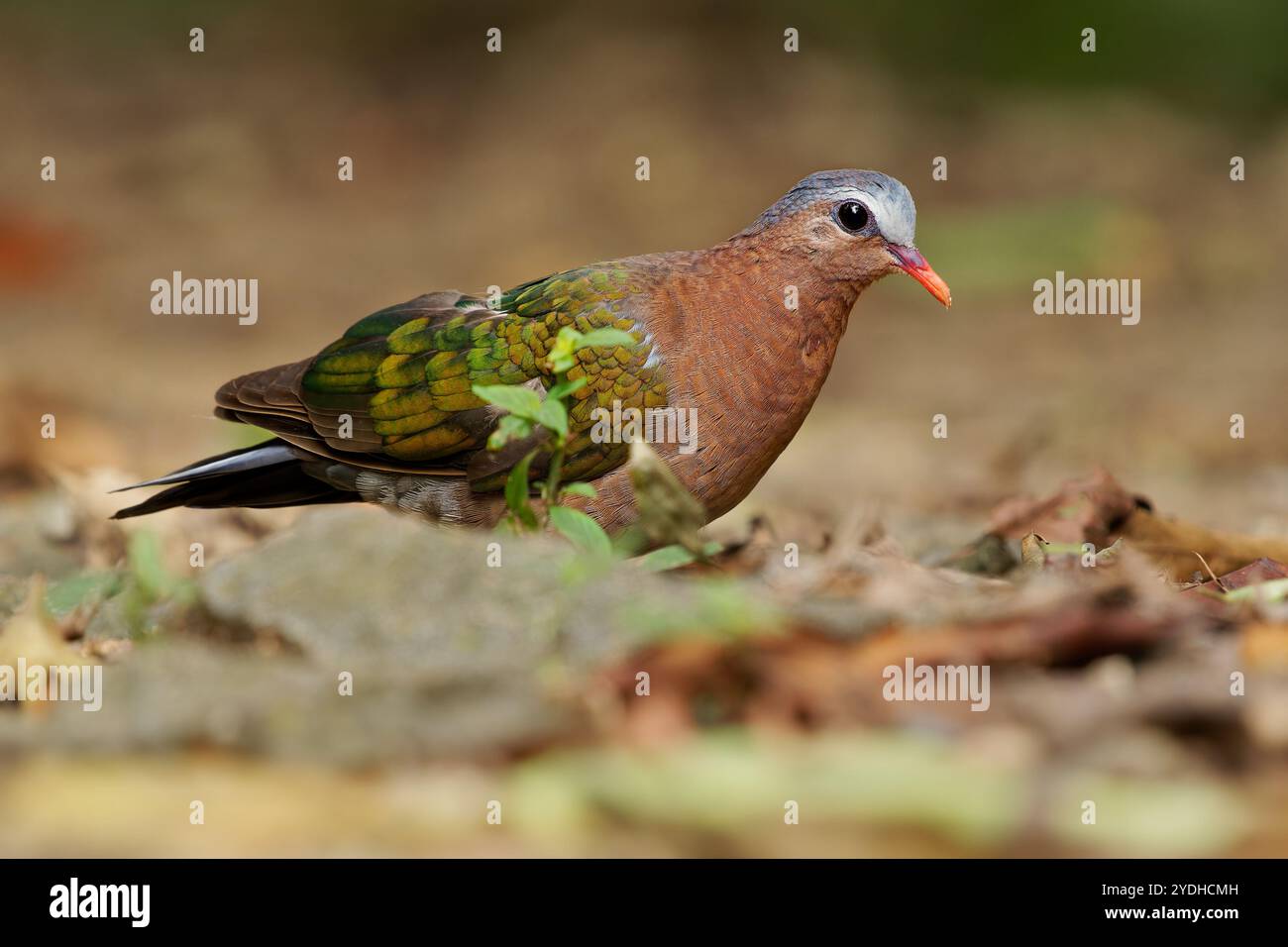 Common or Asian Emerald Dove Chalcophaps indica, also Grey-capped ...