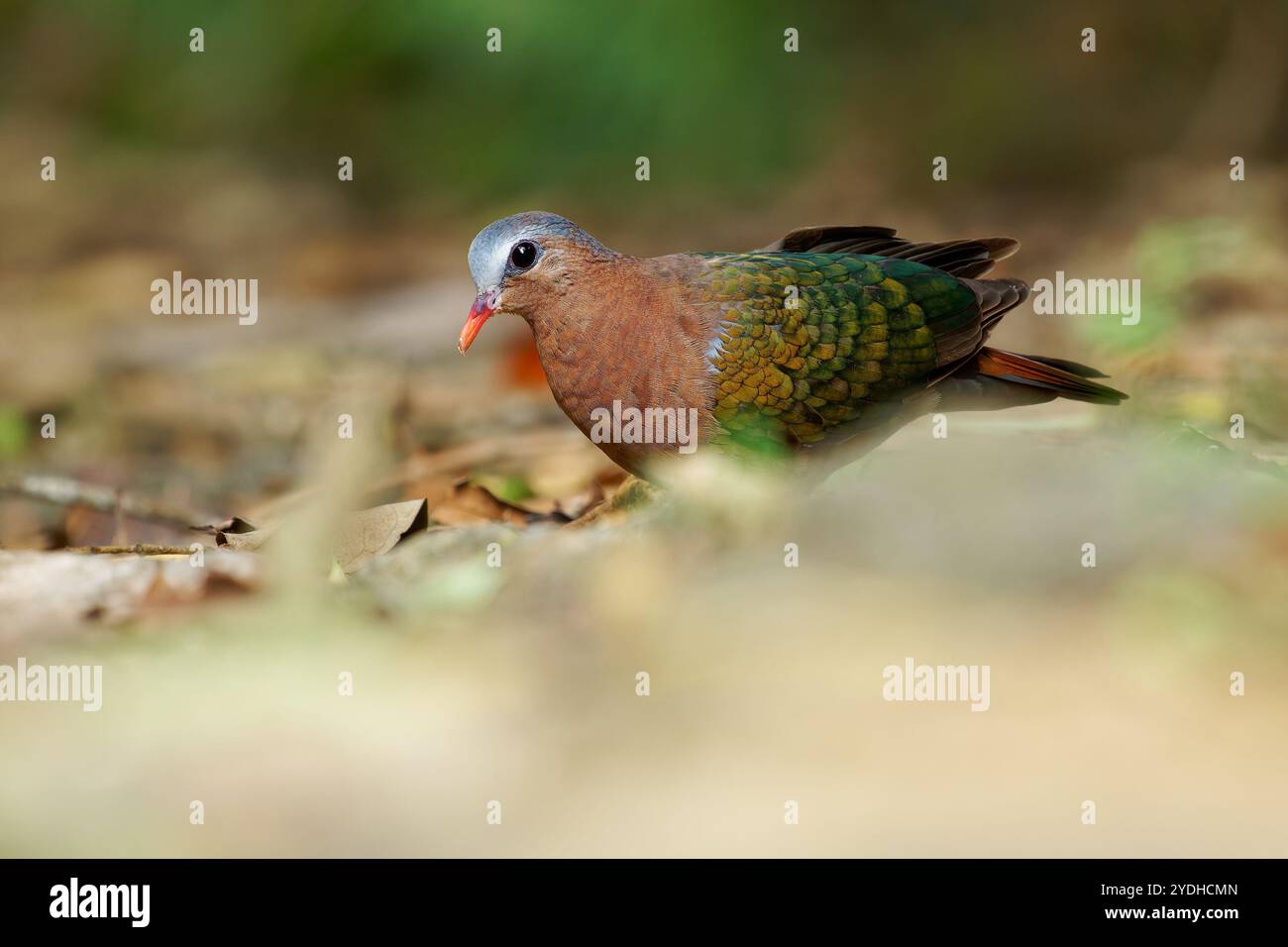 Common or Asian Emerald Dove Chalcophaps indica, also Grey-capped ...